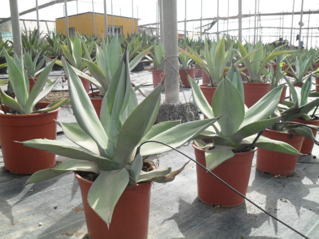 Plumeria - Viveros Emilio Diaz