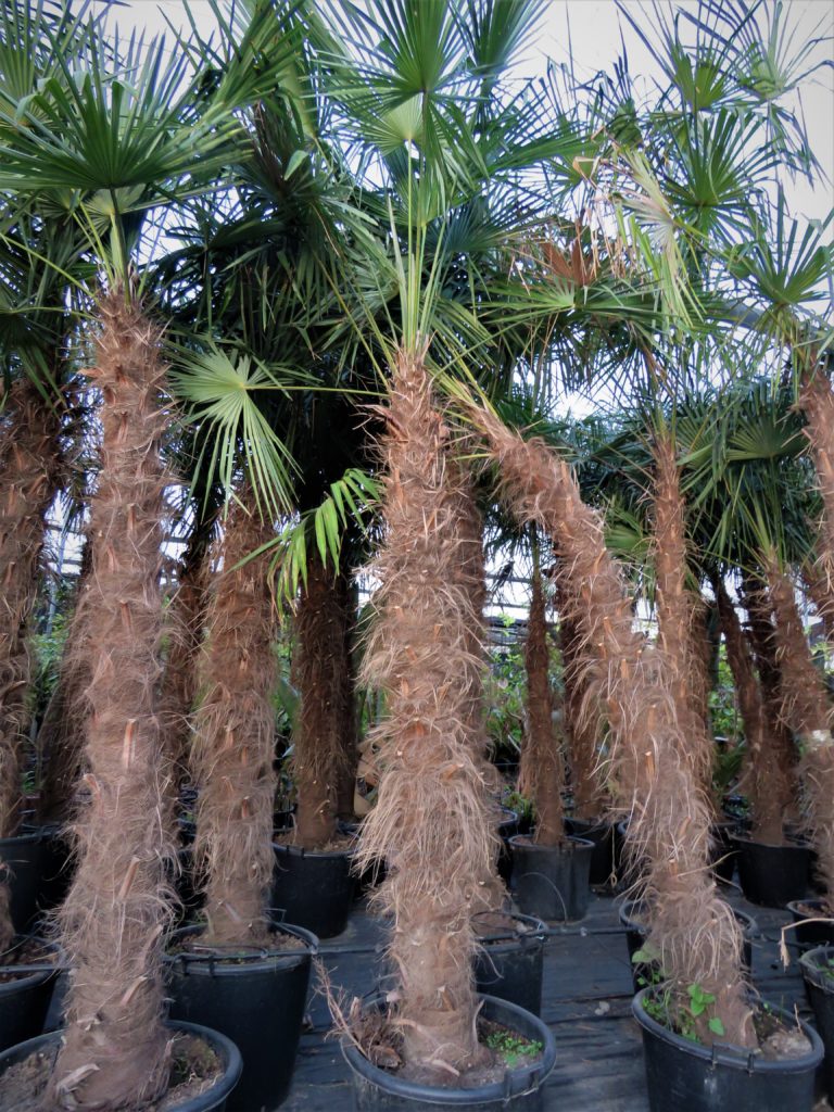 Trachycarpus fortunei - Viveros Emilio Diaz