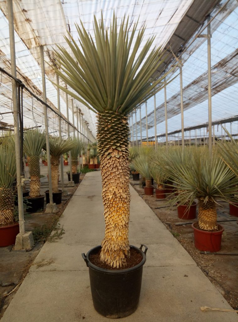 Yucca rígida - Viveros Emilio Diaz