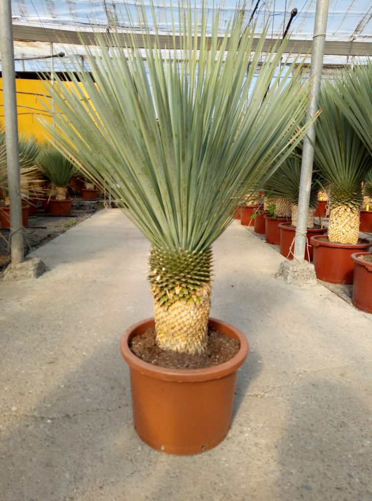 Yucca rostrata - Viveros Emilio Diaz