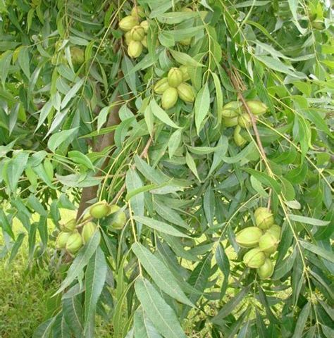 Pecano - Viveros Emilio Diaz