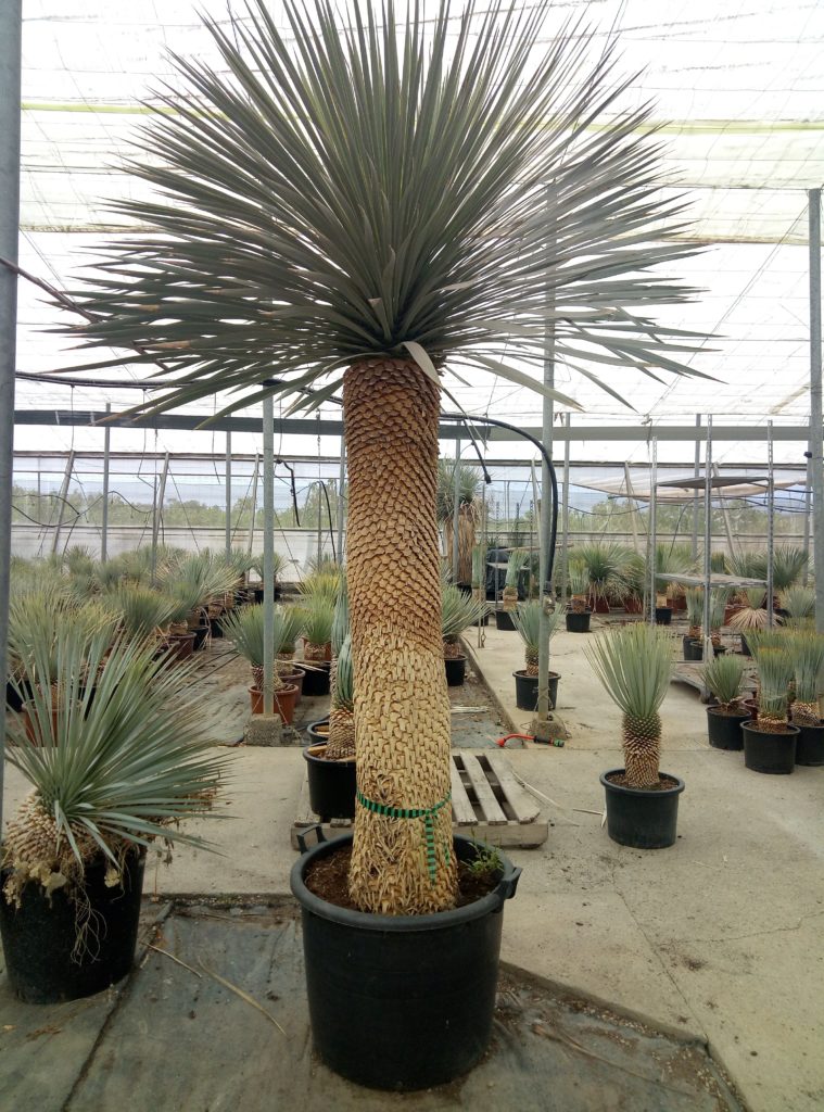 Yucca rostrata Ejemplar - Viveros Emilio Diaz